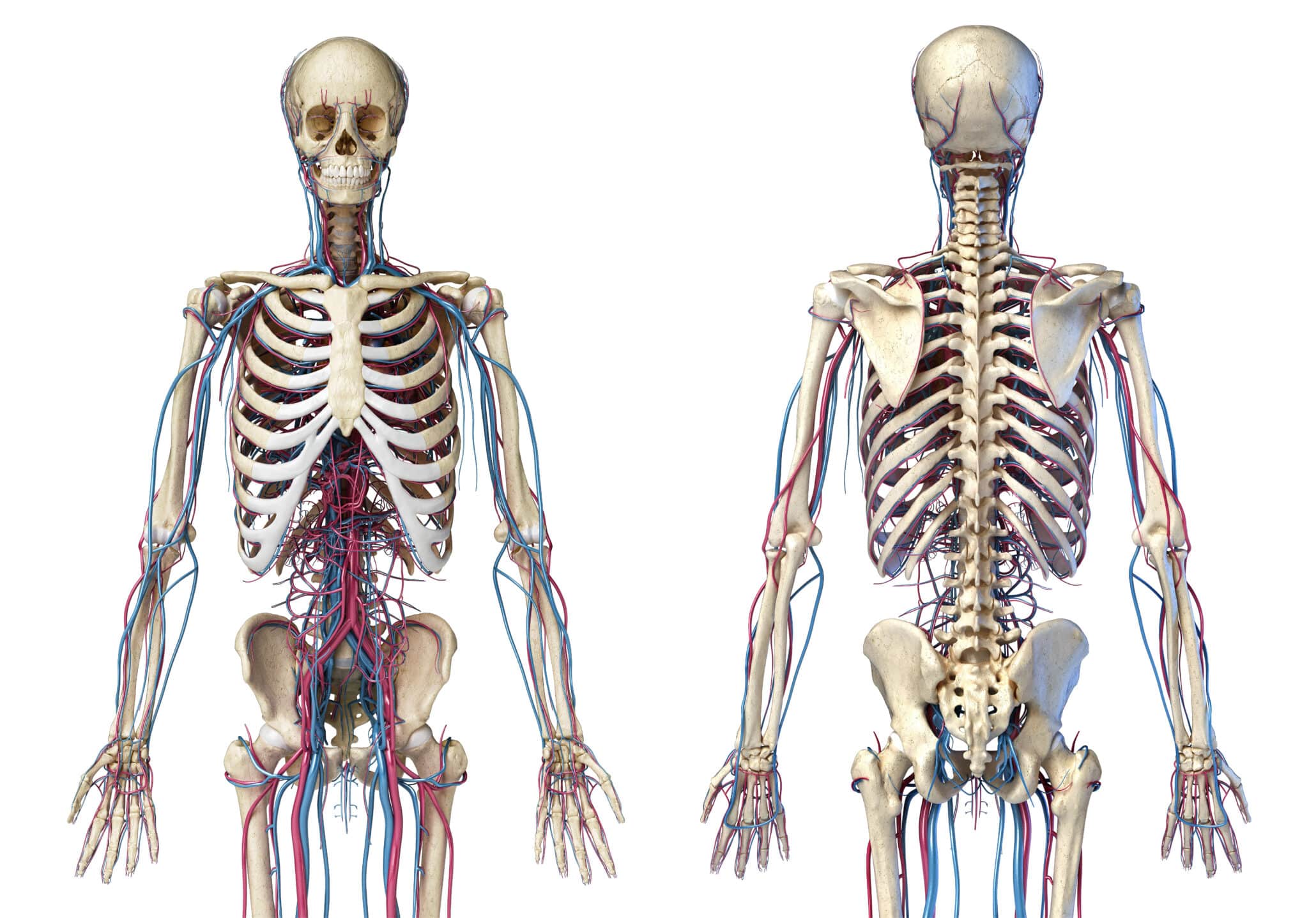 What Is A Bone Density Test Or DXA Scan Nurse Georgie IV Therapy What Is A Bone Density Test Or DXA Scan Nurse Georgie IV Therapy